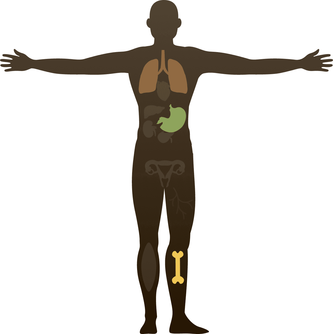 SystemAge: Complete Biological Age At-home Test & Body Age Calculator